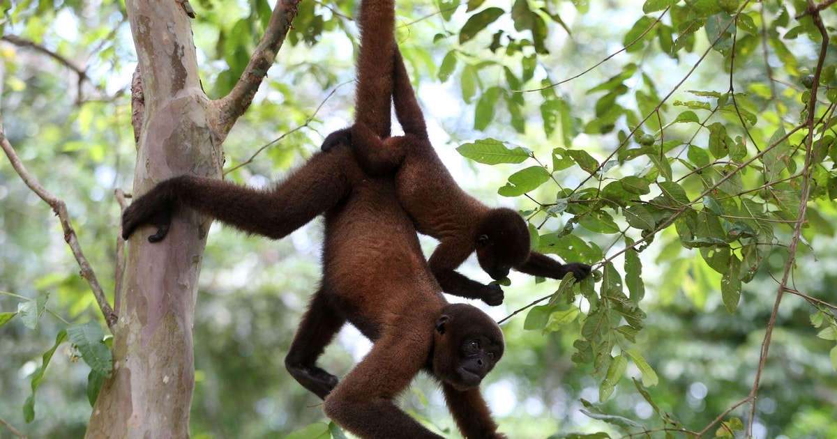 Full day monkey island tour | GetYourGuide