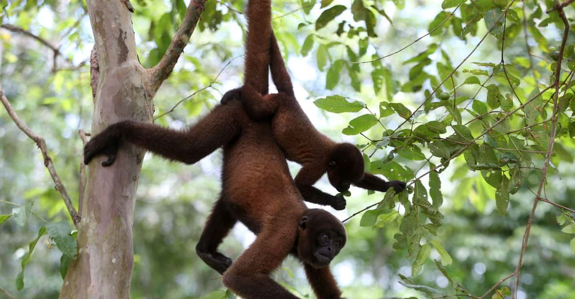 Full day monkey island tour | GetYourGuide