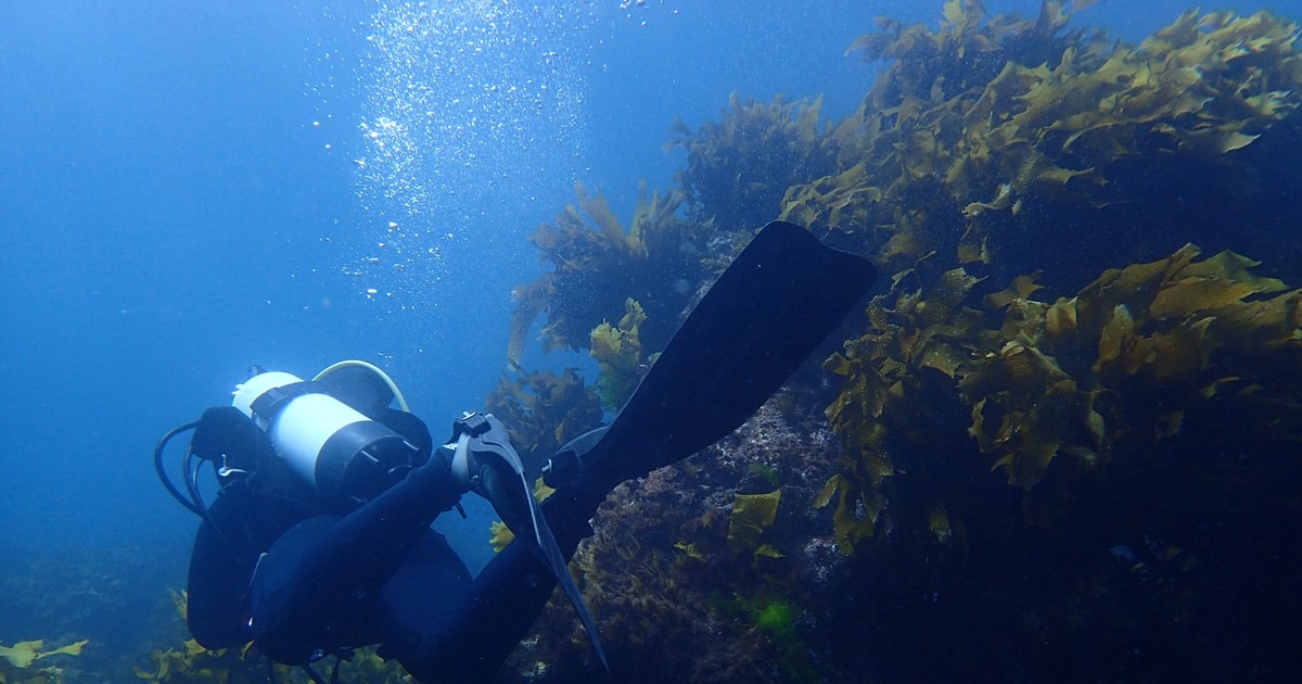 Leigh: Goat Island Guided Diving Tour for Certified Diver | GetYourGuide