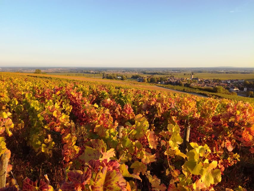 Côte de Nuits Private Local Wineries and Wine Tasting Tour | GetYourGuide