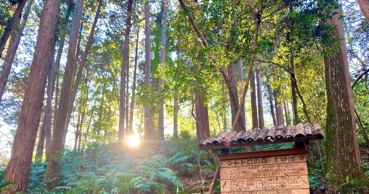 Tokyo: Totoro Forest Hiking Tour in Sayama Hills | GetYourGuide