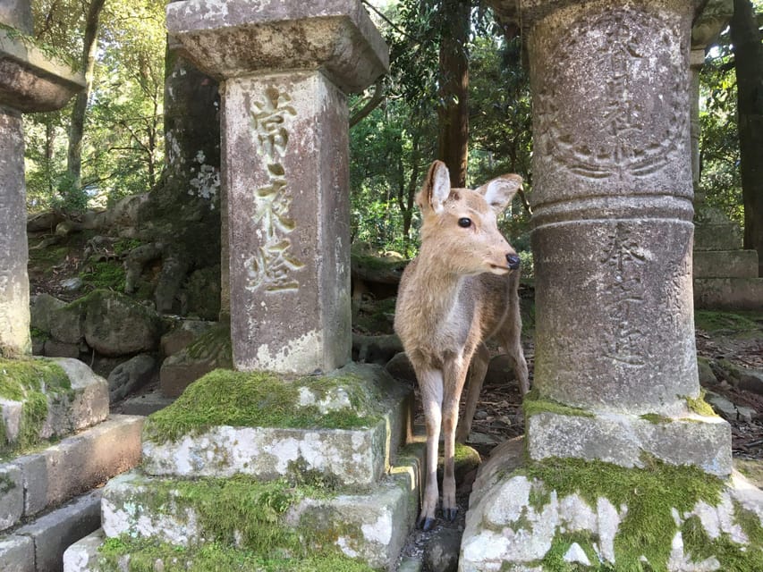Half-Day Private Guided Tour to Nara Temples | GetYourGuide