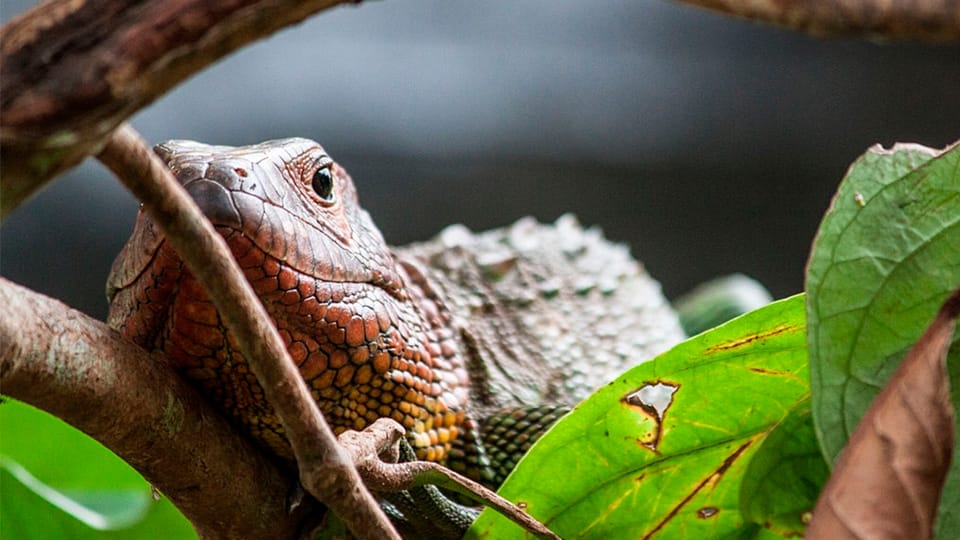 Amazonas: 2 días, 1 noche eb Iquitos - Ancestros de la selva | GetYourGuide