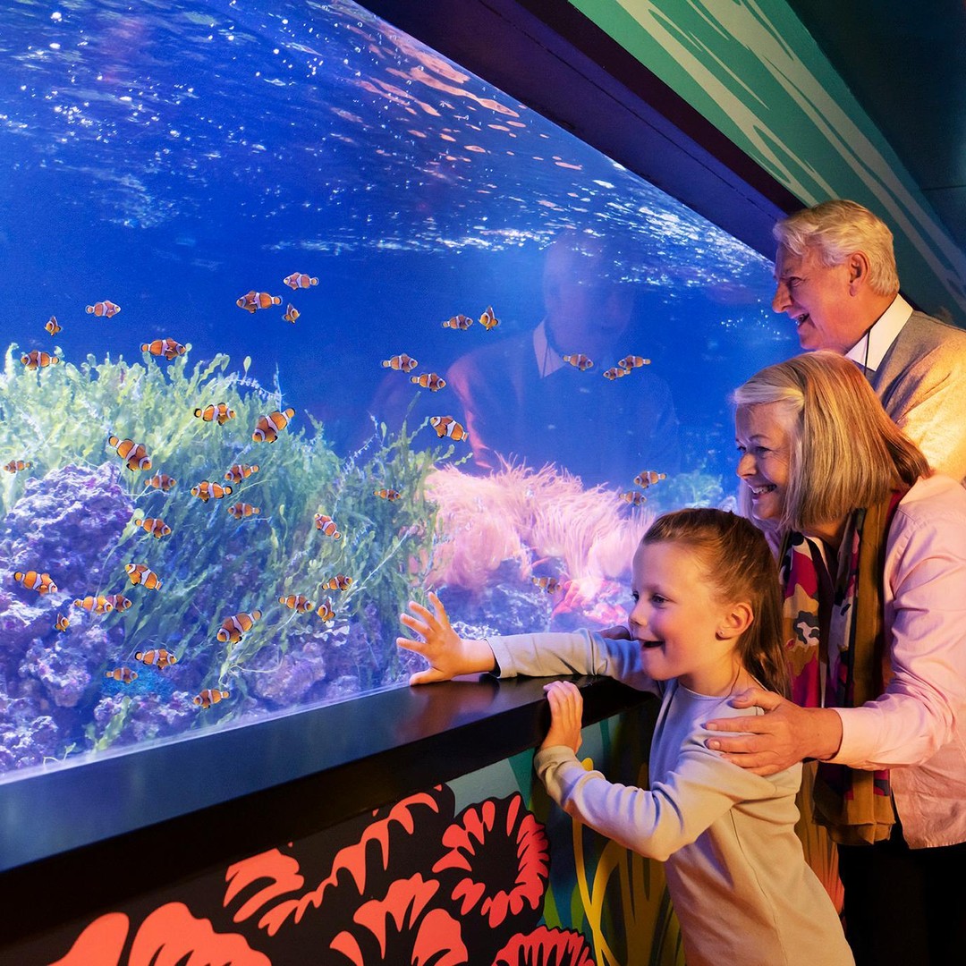 Grapevine: SEA LIFE Grapevine Aquarium General Admission | GetYourGuide