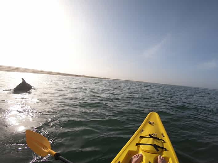 Kayaking at Bird Rock | GetYourGuide