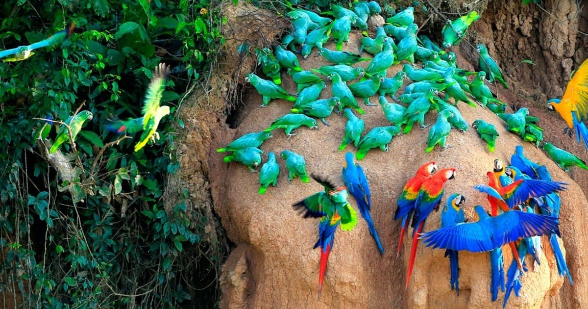 Puerto Maldonado: Sandoval & Parrot Clay Lick 3-Days | GetYourGuide