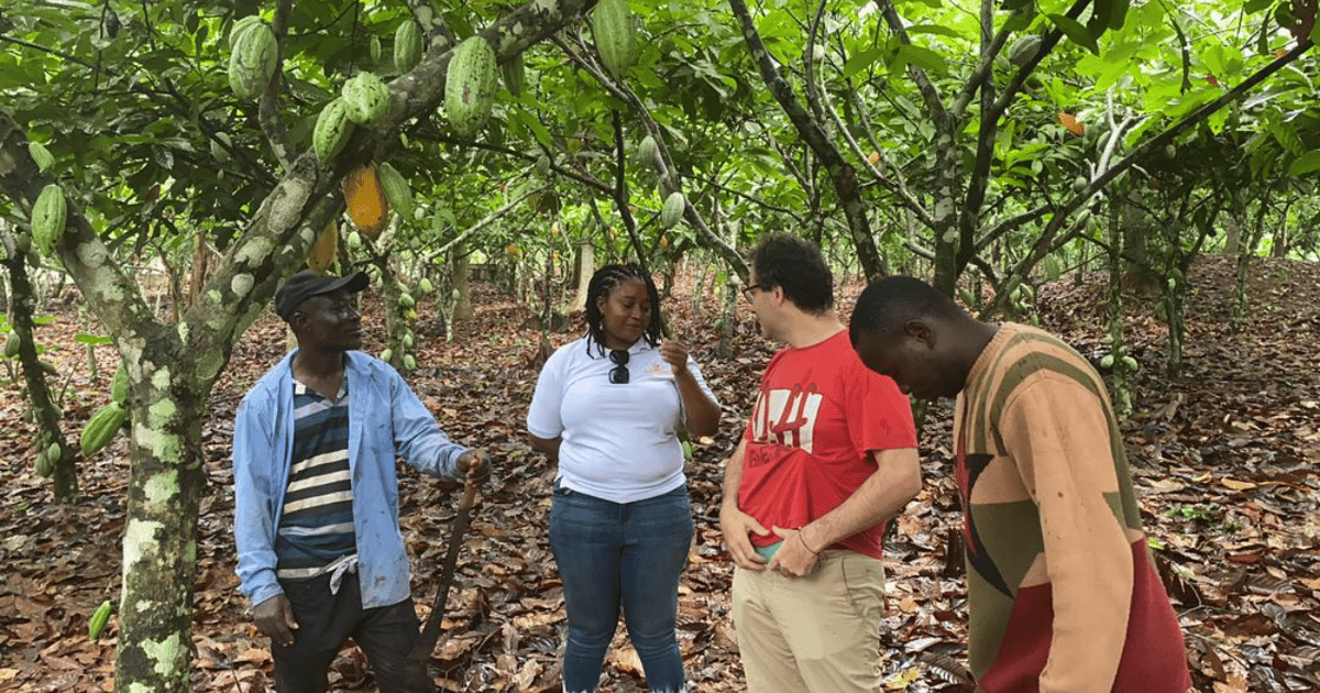 Ghana: Cocoa Farm Tour with Tasting and Hands-On Experience | GetYourGuide