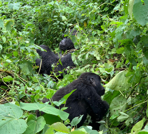 Parque nacional del bosque impenetrable de Bwindi, Región oeste de ...