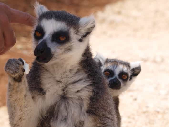 Crete: Agios Nikolaos, Kritsa and Amazonas Park Day Trip | GetYourGuide