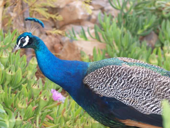 Crete: Agios Nikolaos, Kritsa and Amazonas Park Day Trip | GetYourGuide