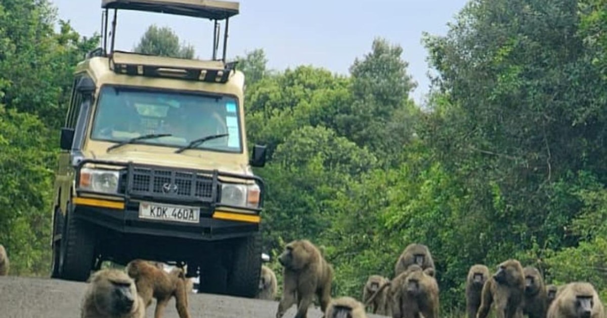Nairobi National Park: Half-Day Guided Game Drive Tour | GetYourGuide