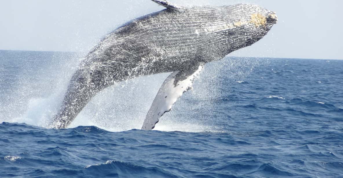 Excursiones de avistamiento de ballenas con salida desde Naha ...