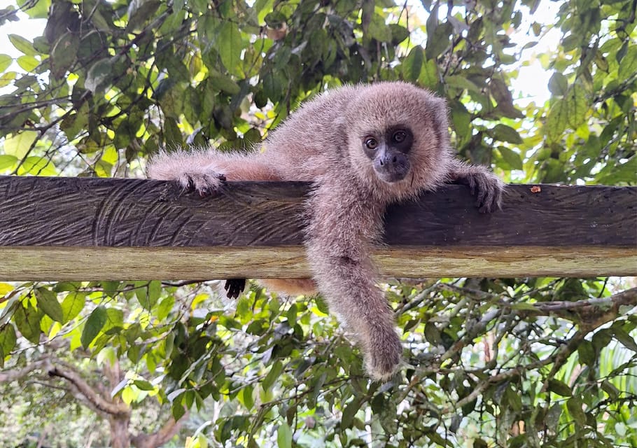 Iquitos: Full Day | Visit to the authentic Monkey Island | GetYourGuide