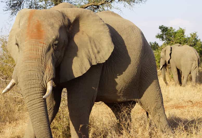 Kruger Park Safari from Maputo | GetYourGuide