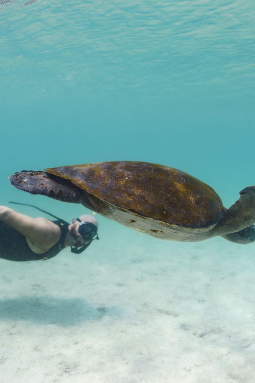 Pinzón Island: Snorkel, Fish, and Relax in Paradise | GetYourGuide