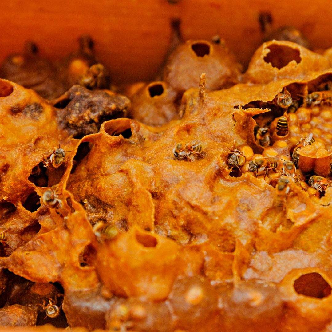 Cozumel: General Entrance to Mayan Bee Sanctuary | GetYourGuide