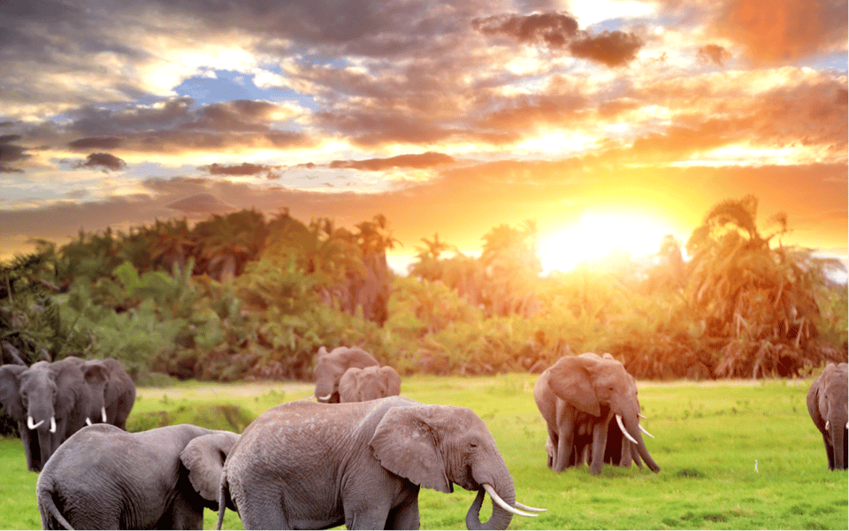 Kampala: Queen Elizabeth National Game Park 2-Tages-Safari | GetYourGuide