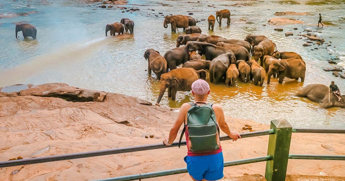 From Colombo: Pinnawala Elephant Orphanage & Kandy Day tour | GetYourGuide