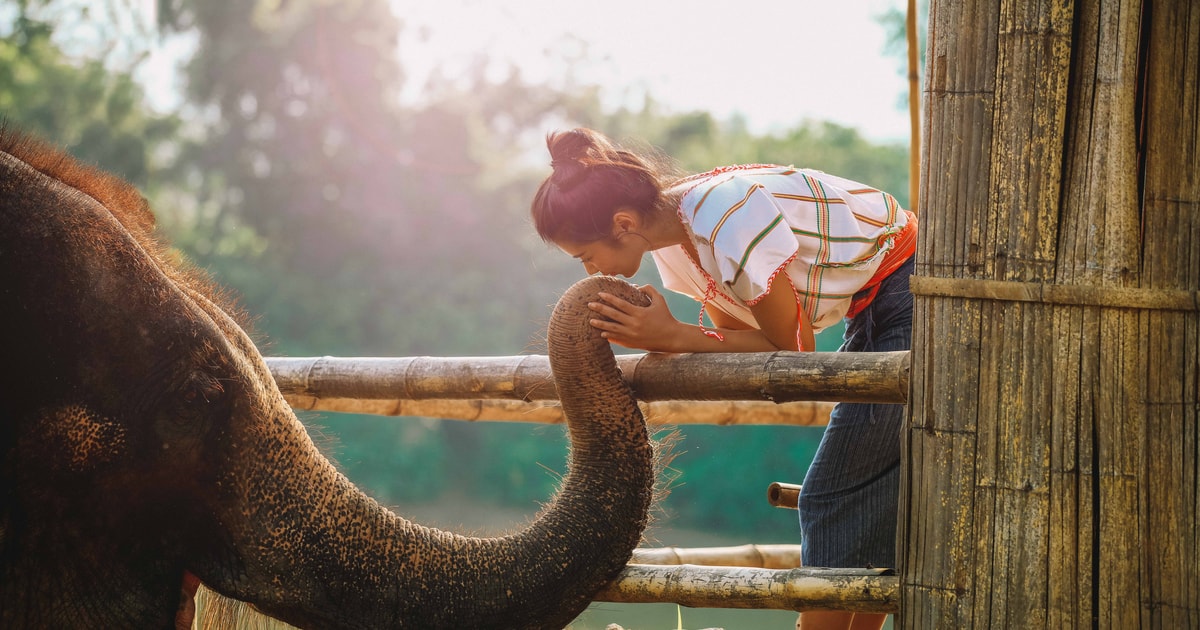 Kanchanaburi: Erawan vízesés túra: Elefántmenhely és Erawan vízesés ...