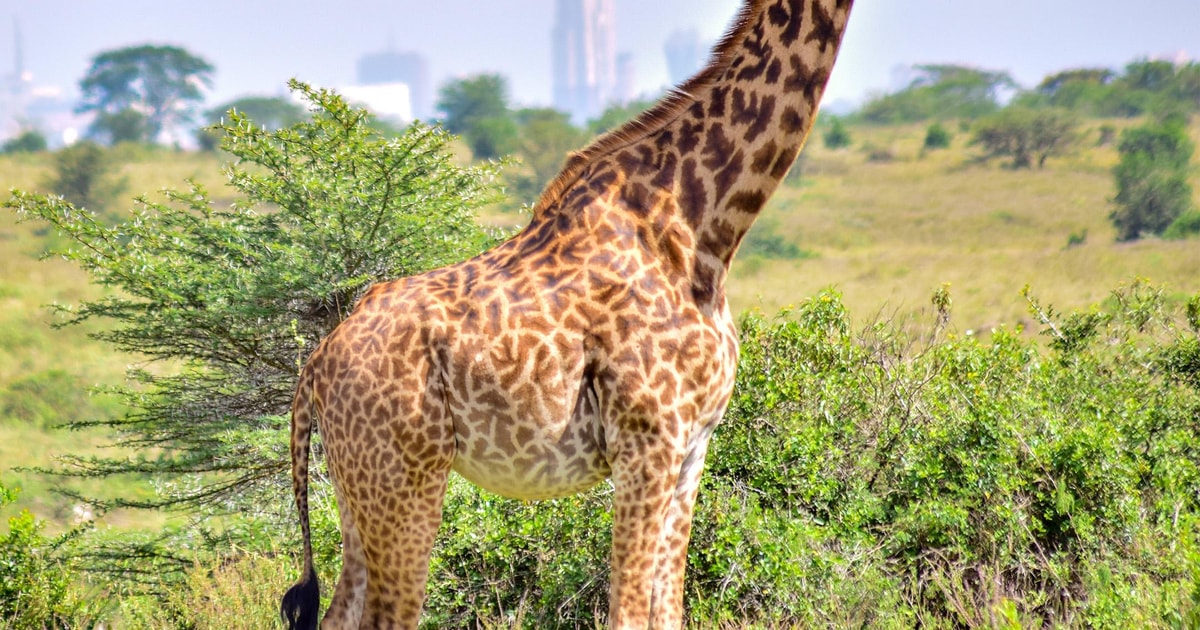 Nairobi National Park: Half-Day Trip | GetYourGuide