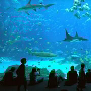 Georgia Aquarium: Ocean Voyager Virtual Tour | GetYourGuide