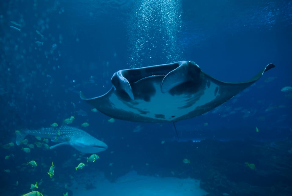 Georgia Aquarium: Ocean Voyager Virtual Tour | GetYourGuide