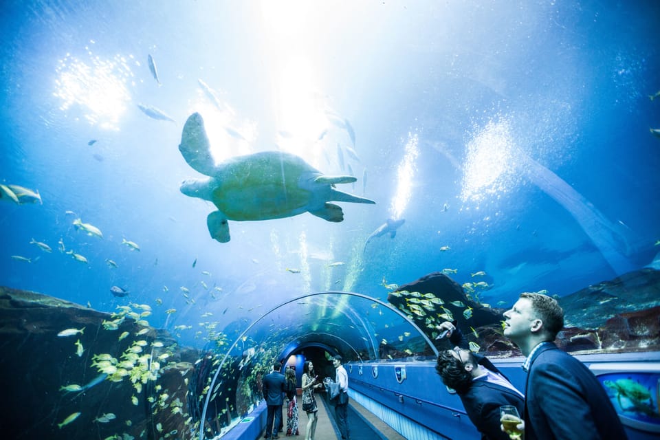 Georgia Aquarium: Ocean Voyager Virtual Tour | GetYourGuide