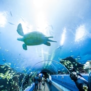 Georgia Aquarium: Ocean Voyager Virtual Tour | GetYourGuide