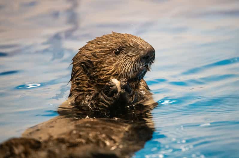 Georgia Aquarium at Home: Cold Water Quest Virtual Tour | GetYourGuide