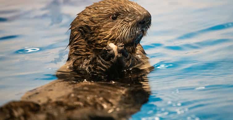 Acuario de Georgia, Atlanta - Reserva de entradas y tours | GetYourGuide