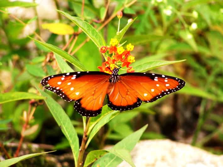 From Tulum: Sian Ka'an Half-Day Tour | GetYourGuide