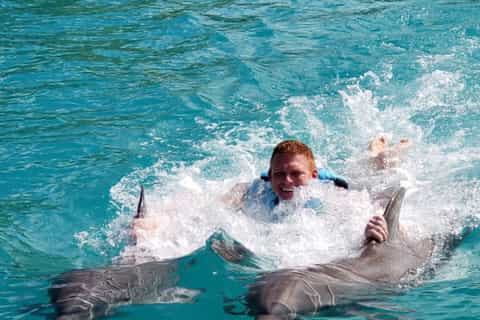 Key West Swim with Dolphins | GetYourGuide