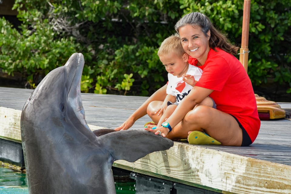Florida Keys: Dockside Dolphin Experience | GetYourGuide