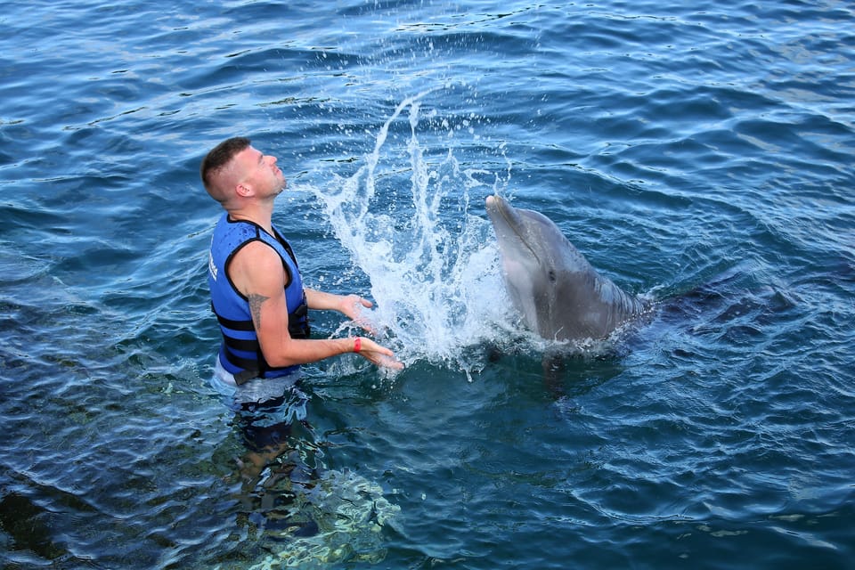 Saint Thomas: Swim with Dolphins at Coral World Ocean Park | GetYourGuide