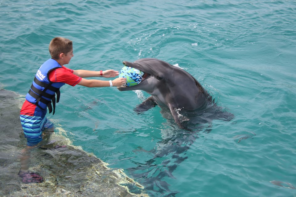 Coral World Ocean Park: Dolphin Moment | GetYourGuide