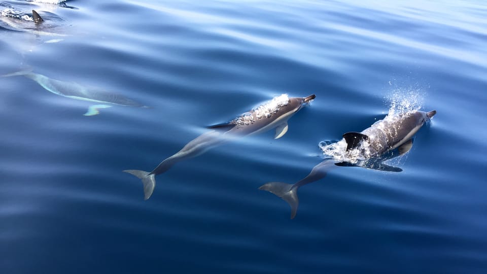 Lisbon: Dolphin Watching in Arrábida Natural Park | GetYourGuide