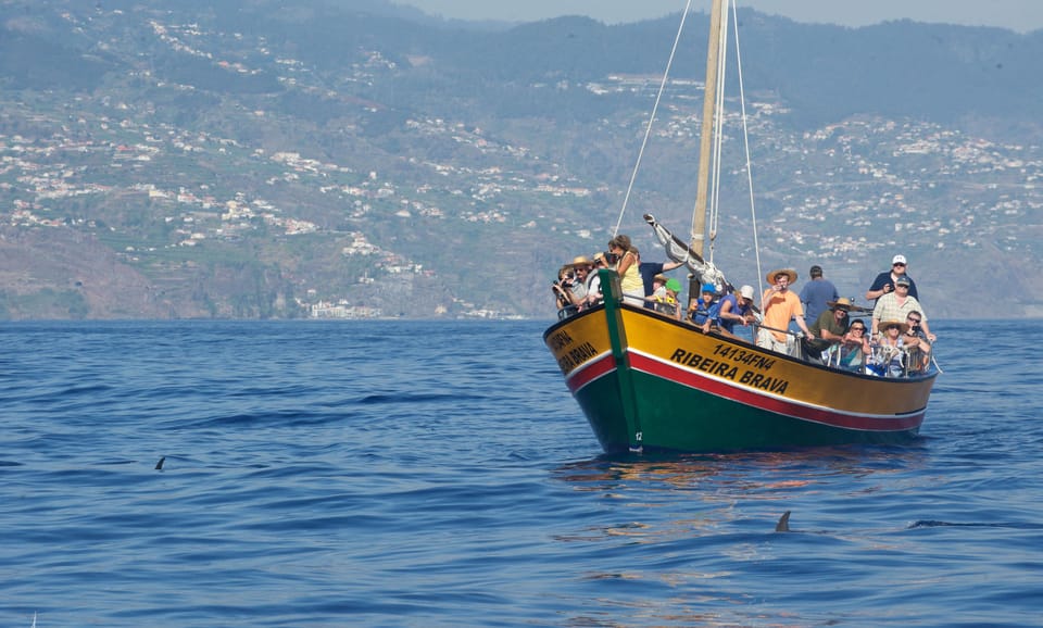 Madeira: Whale Watching mit einem traditionellen Boot | GetYourGuide