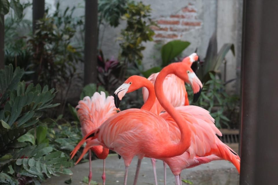 Mazatlán: Guided City and Observatory Tour | GetYourGuide