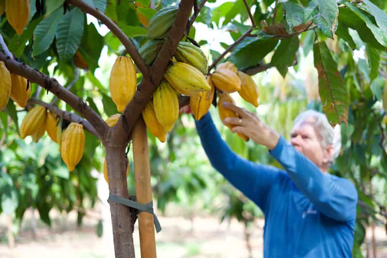 Lahaina: Maui Ku'ia Estate Guided Cacao Farm Tour & Tasting | GetYourGuide