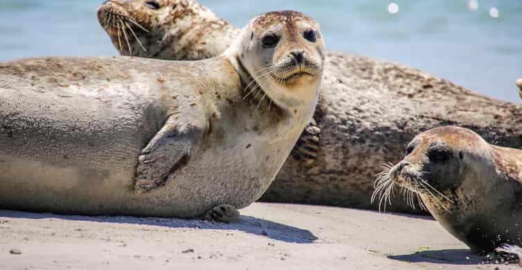 Sylt: Boat tour to the seals from List | GetYourGuide