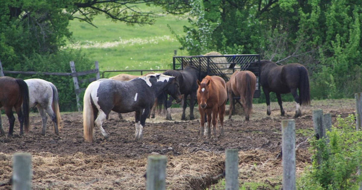 Toronto: Horseback Riding and Bronte Creek Provincial Park | GetYourGuide
