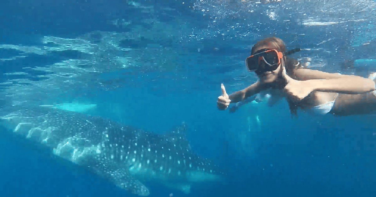 Cebu: Avventura con lo squalo balena di Oslob e lo snorkeling di ...