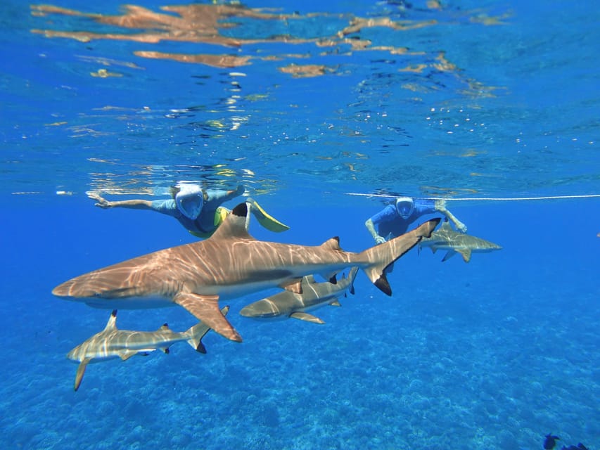 Moorea: Sea Scooter Snorkeling Tour | GetYourGuide