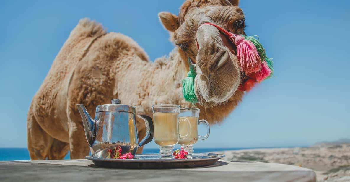 Los Cabos: Camel Ride Safari with Lunch and Tequila Tasting | GetYourGuide