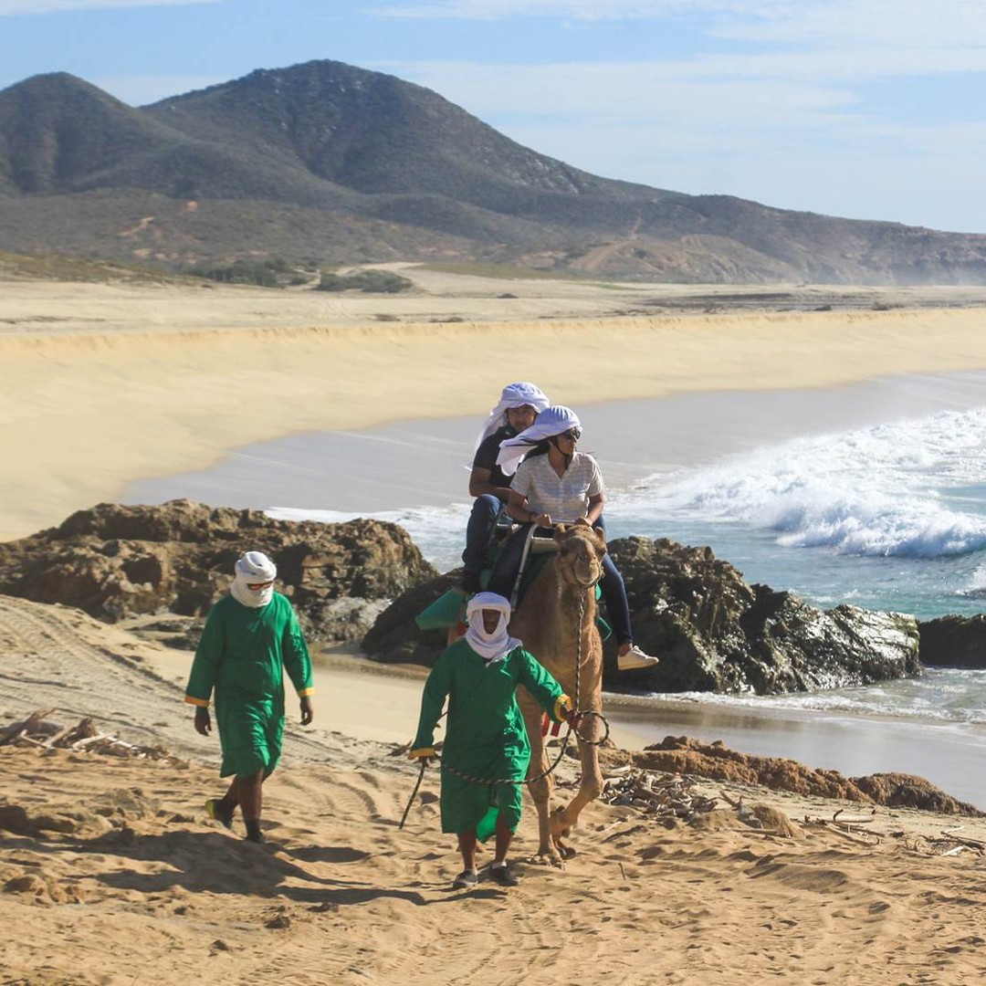 Los Cabos: Camel Ride Safari with Lunch and Tequila Tasting | GetYourGuide