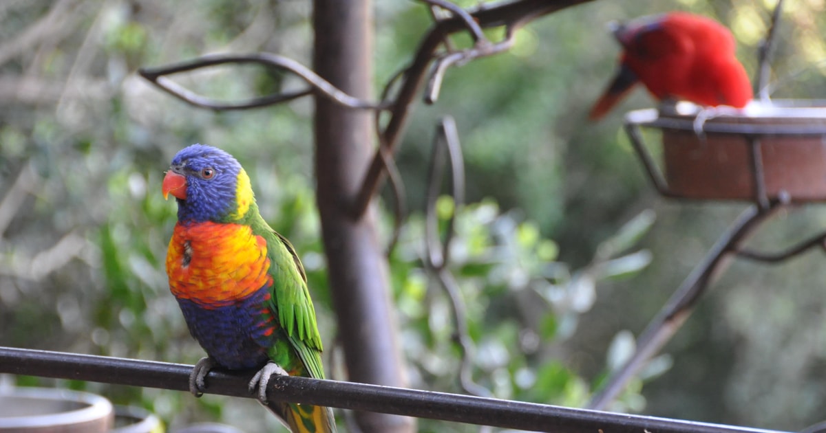 Central Coast: Private Full Day Aviary Park & Neruda's House | GetYourGuide