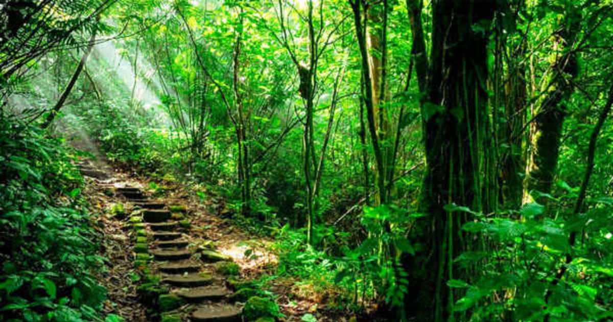 Mombacho Natural Reserve and Canopy Adventure | GetYourGuide