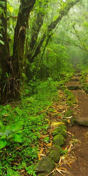 Mombacho Natural Reserve and Canopy Adventure | GetYourGuide