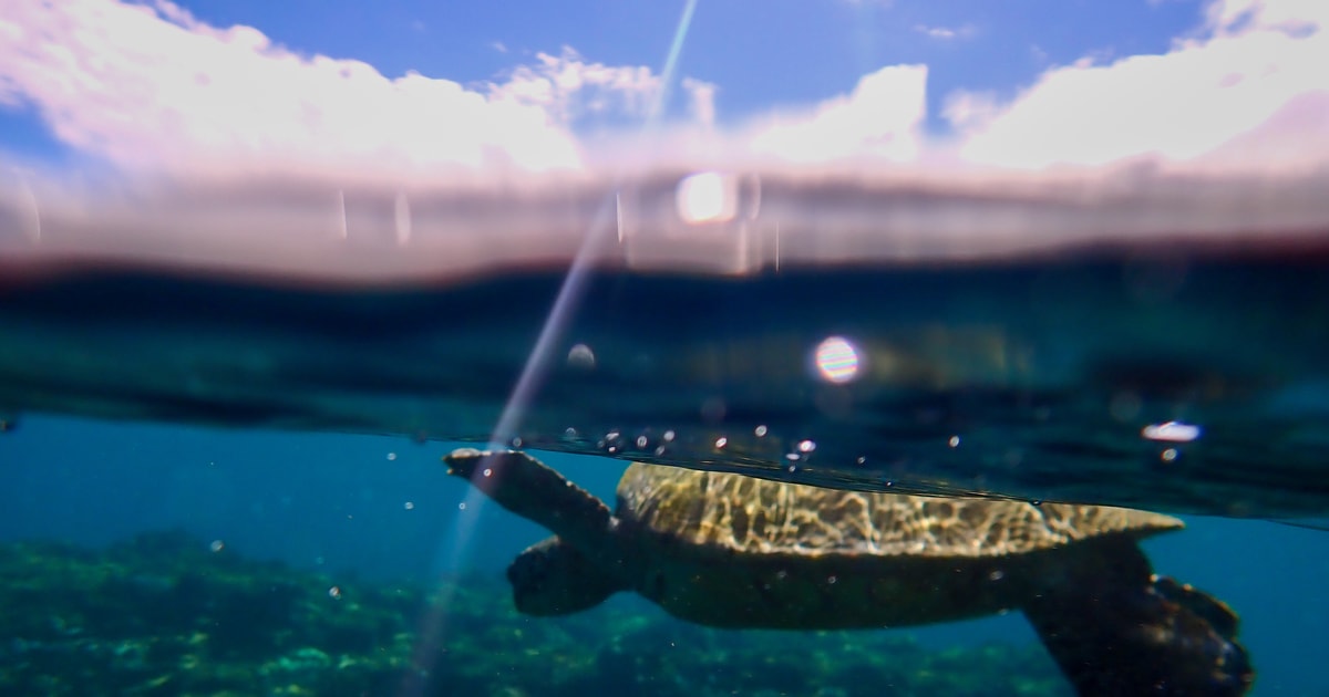 Excursión en kayak transparente y snorkel por Turtle Town (7:00-9:30) | GetYourGuide