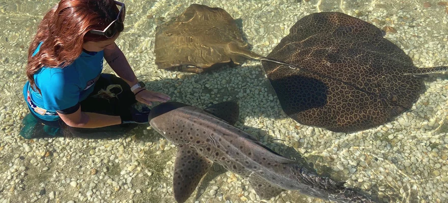 The BEST Nassau Shark & ray safaris 2025 - FREE Cancellation | GetYourGuide